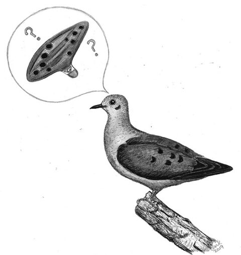Birds Missing Tails | Bird Watcher's General Store