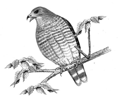 Red-Shouldered Hawk Call | Bird Watcher's General Store