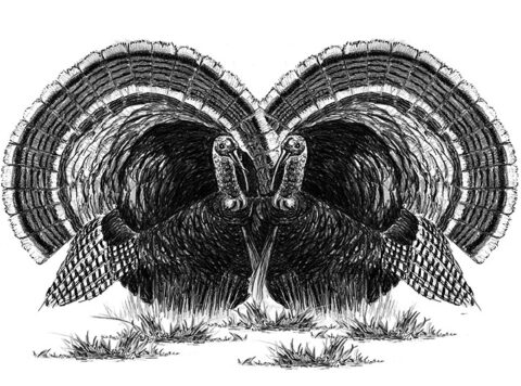 Fighting Turkeys | Bird Watcher's General Store