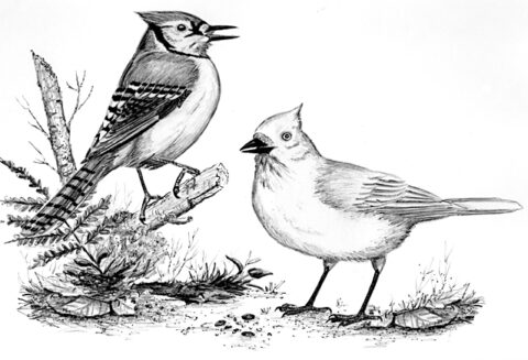 The Albino Blue Jay | Bird Watcher's General Store