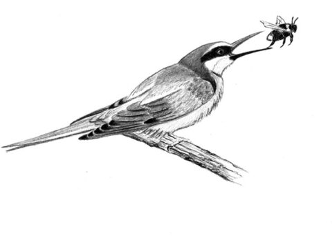 European Bee-eater | Bird Watcher's General Store