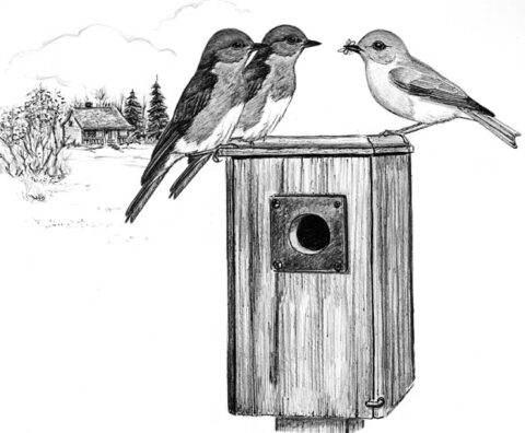 Cooperative Breeding in the Bird World | Bird Watcher's General Store