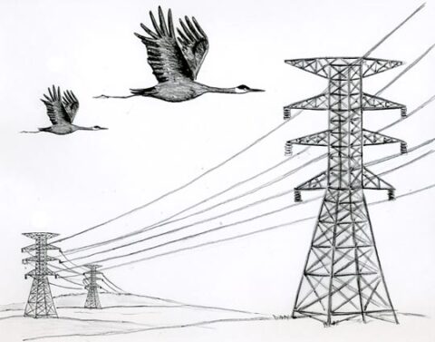 Bird And Power Lines | Bird Watcher's General Store