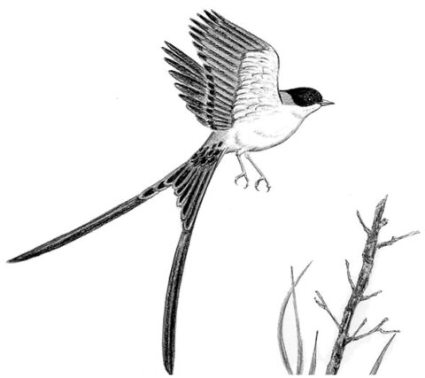 Forked-tailed Flycatcher Makes Rare Appearance | Bird Watcher's General ...