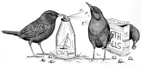 Birds Use Variety of Items for “Anting,” Including Ants | Bird Watcher ...