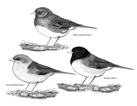 There Are Lots of Species of Juncos | Bird Watcher's General Store