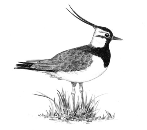 Northern Lapwing Visits Cape Cod | Bird Watcher's General Store