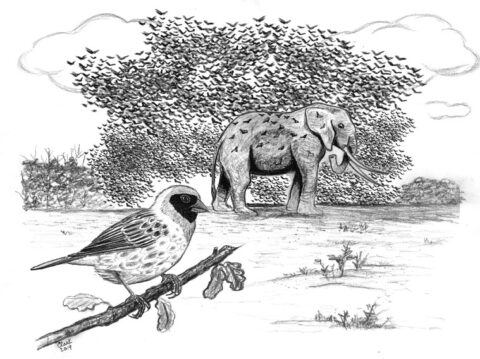 The Most Abundant Bird in the World The Red-billed Quelea | Bird ...