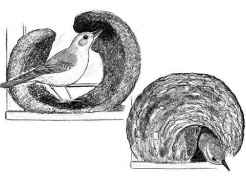 The Elaborate Building Skills of the Red Ovenbird | Bird Watcher's ...