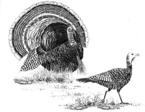 Everything You Ever Wanted To Know About The Turkey | Bird Watcher's ...