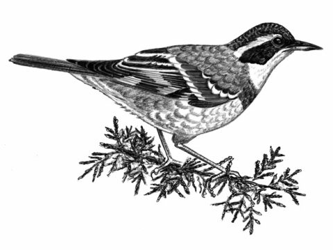 Varied Thrush Visiting From the West Coast | Bird Watcher's General Store