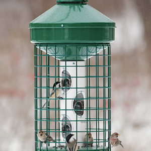 Squirrel Proof Feeders | Bird Watcher's General Store